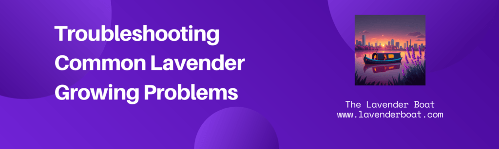 Troubleshooting Common Lavender Growing Problems